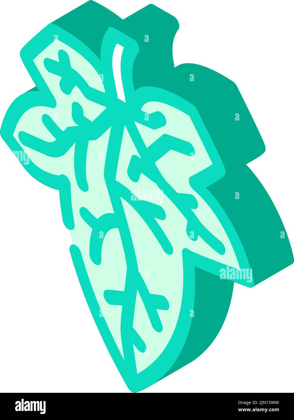 cucumber leaf isometric icon vector illustration Stock Vector Image ...