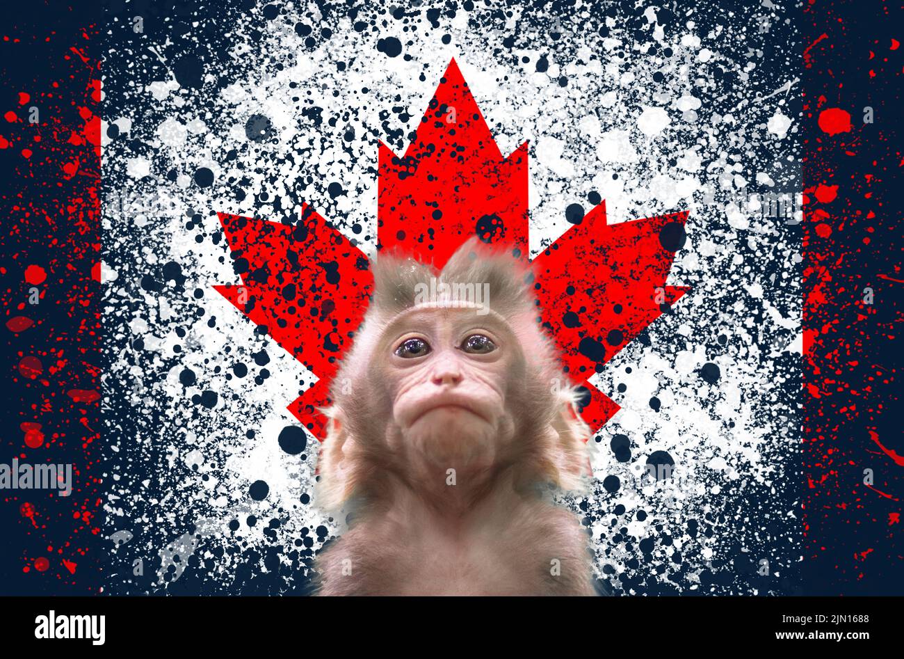 A new outbreak of viral infection at Canada, monkey pox. Small monkey ...