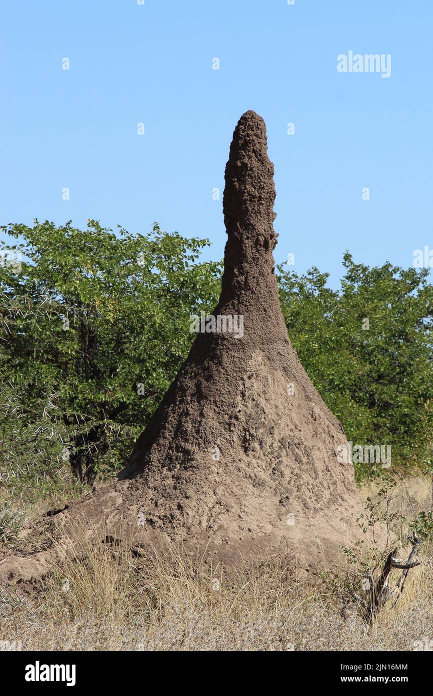 Termitariums hi-res stock photography and images - Alamy