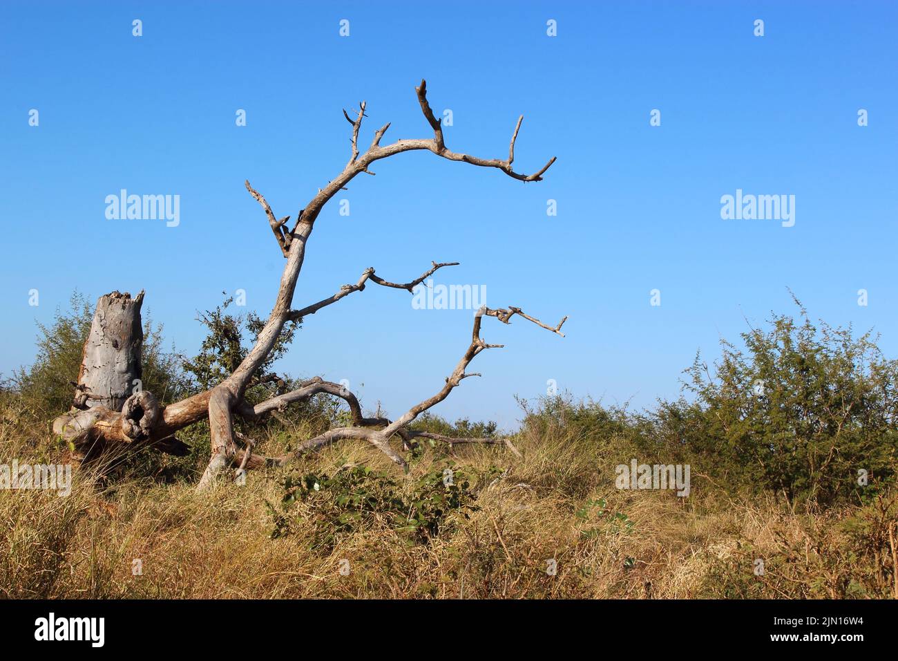 Krüger Park - Afrikanischer Busch - Baumstamm / Kruger Park - African ...