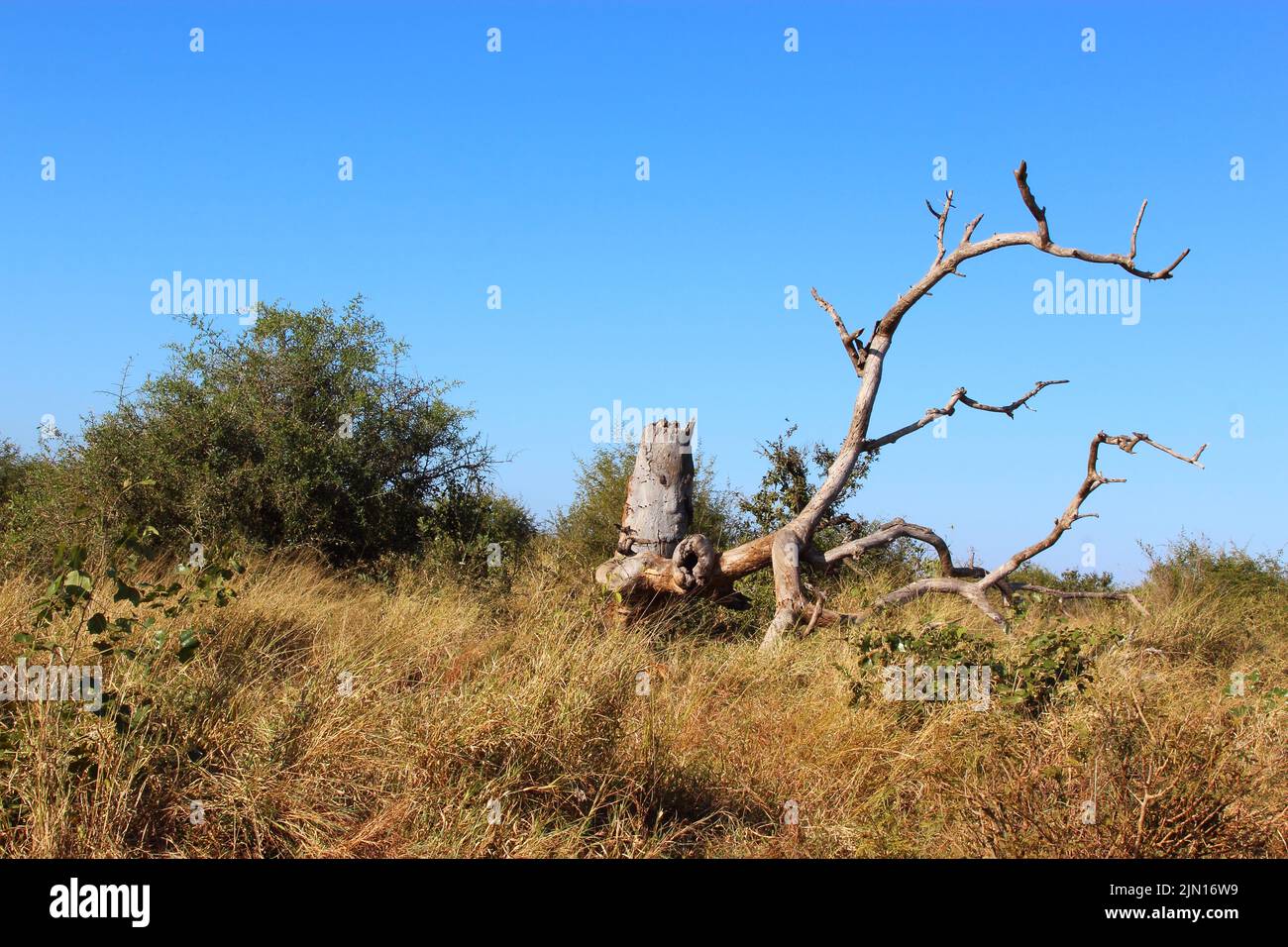 Krüger Park - Afrikanischer Busch - Baumstamm / Kruger Park - African ...