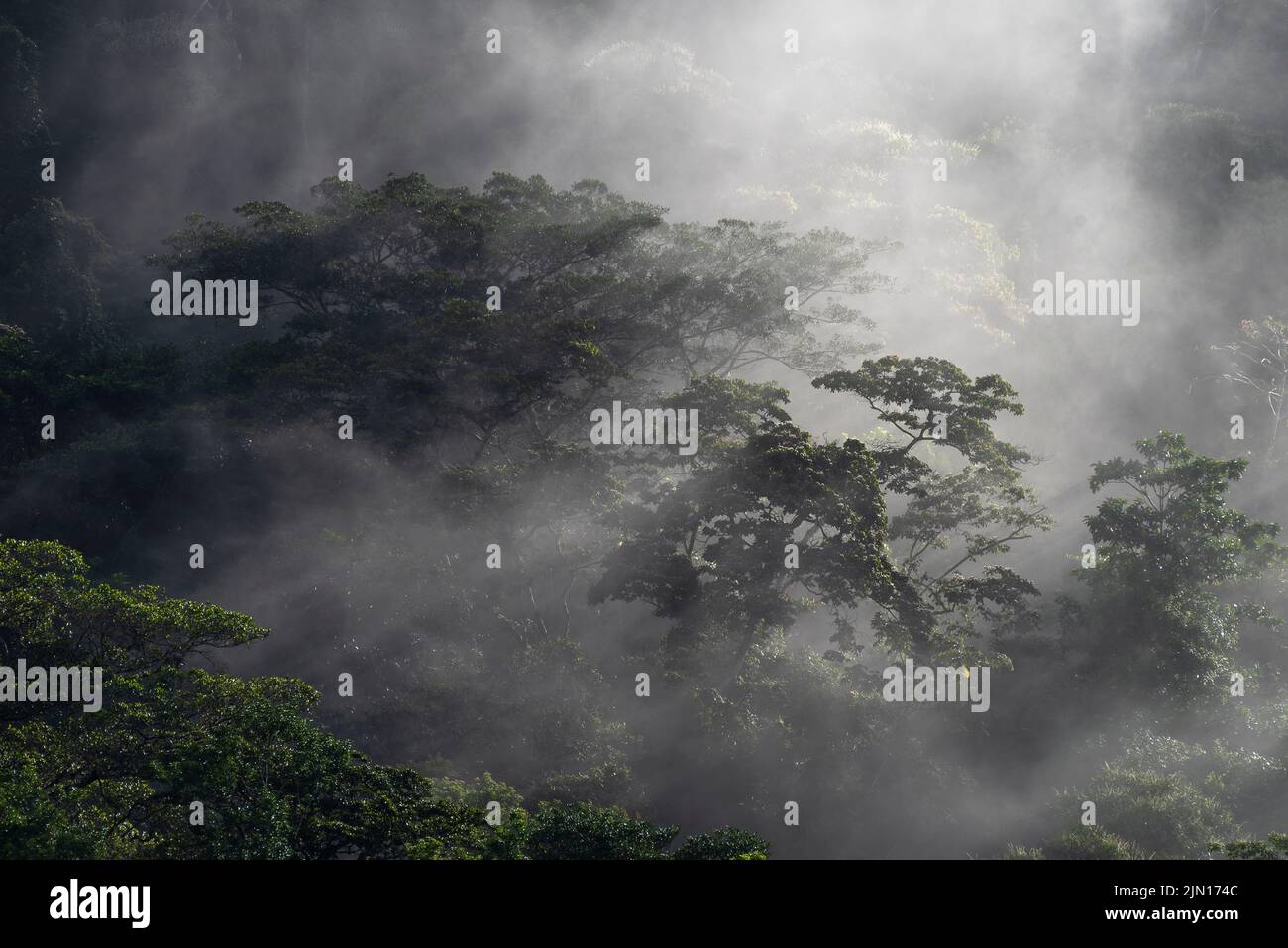 Cloud forest in the morning mist Stock Photo - Alamy