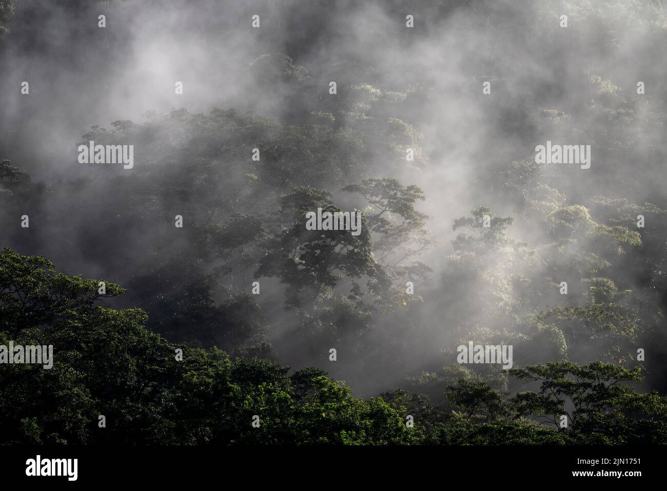 Cloud forest in the morning mist the sun shines trough the fog Stock ...