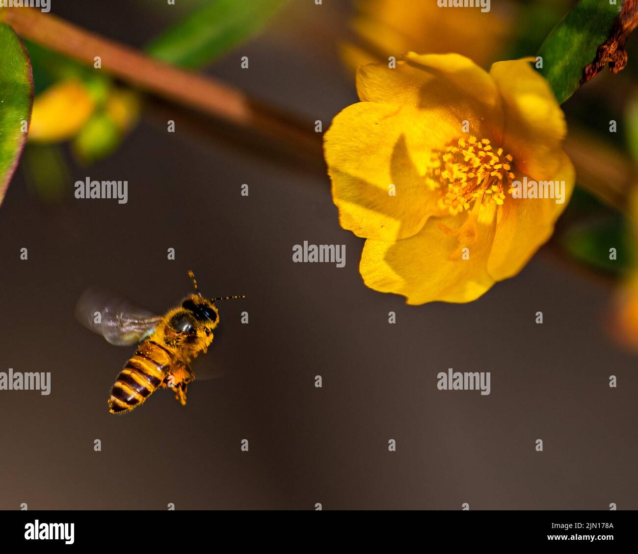A bee with legs full of pollen and going for collecting more Stock ...