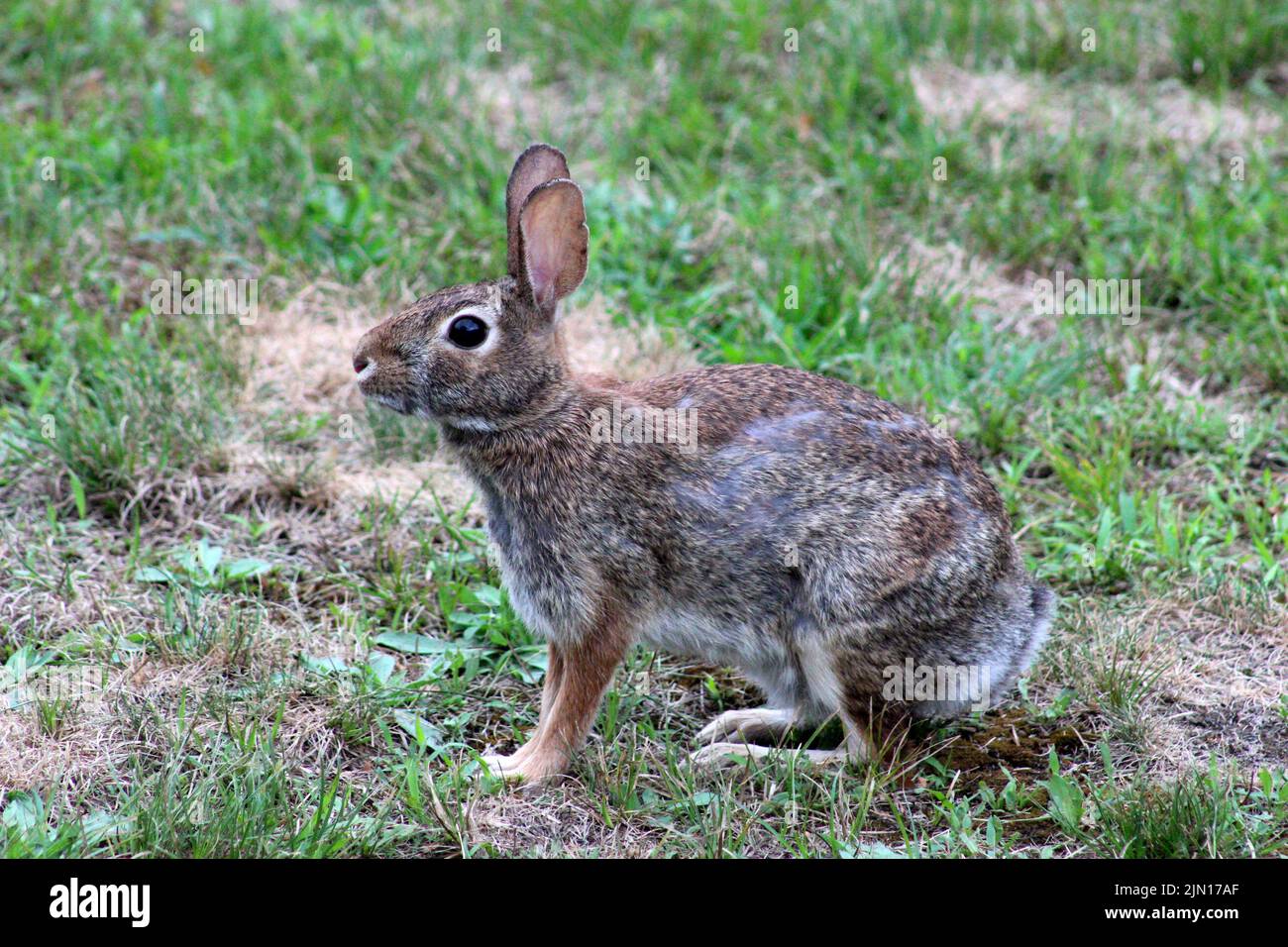 Brown long eared rabbit hi-res stock photography and images - Alamy