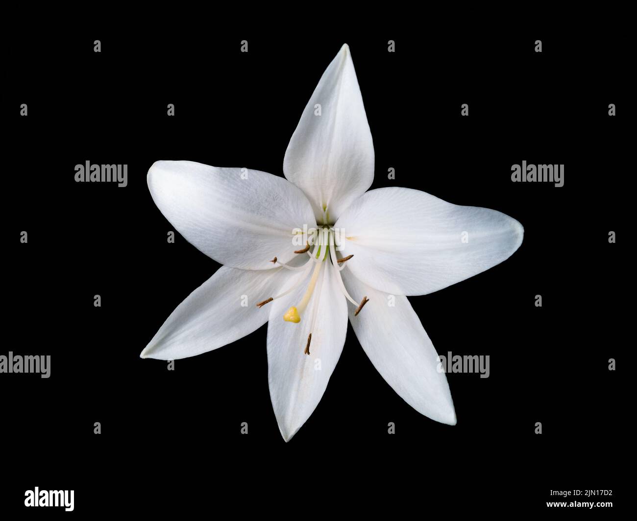 White Lily flower, star of David isolated on black background Stock ...