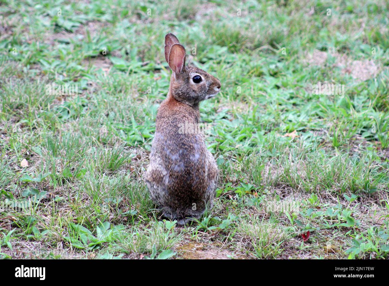 A Rabbit Looks Around The Yard Stock Photo - Alamy