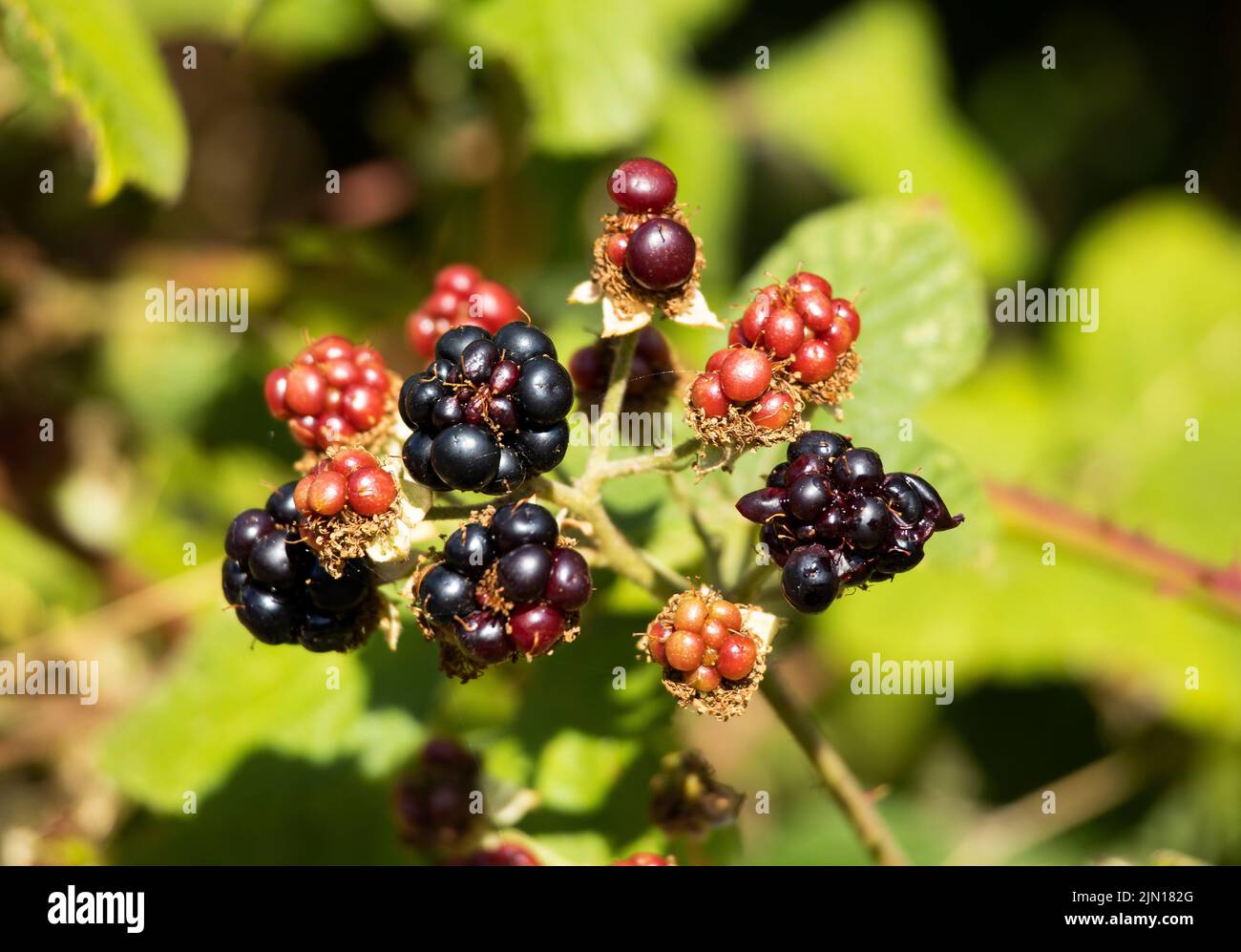 As the fruit of the Blackberry creeper ripen they start to change ...