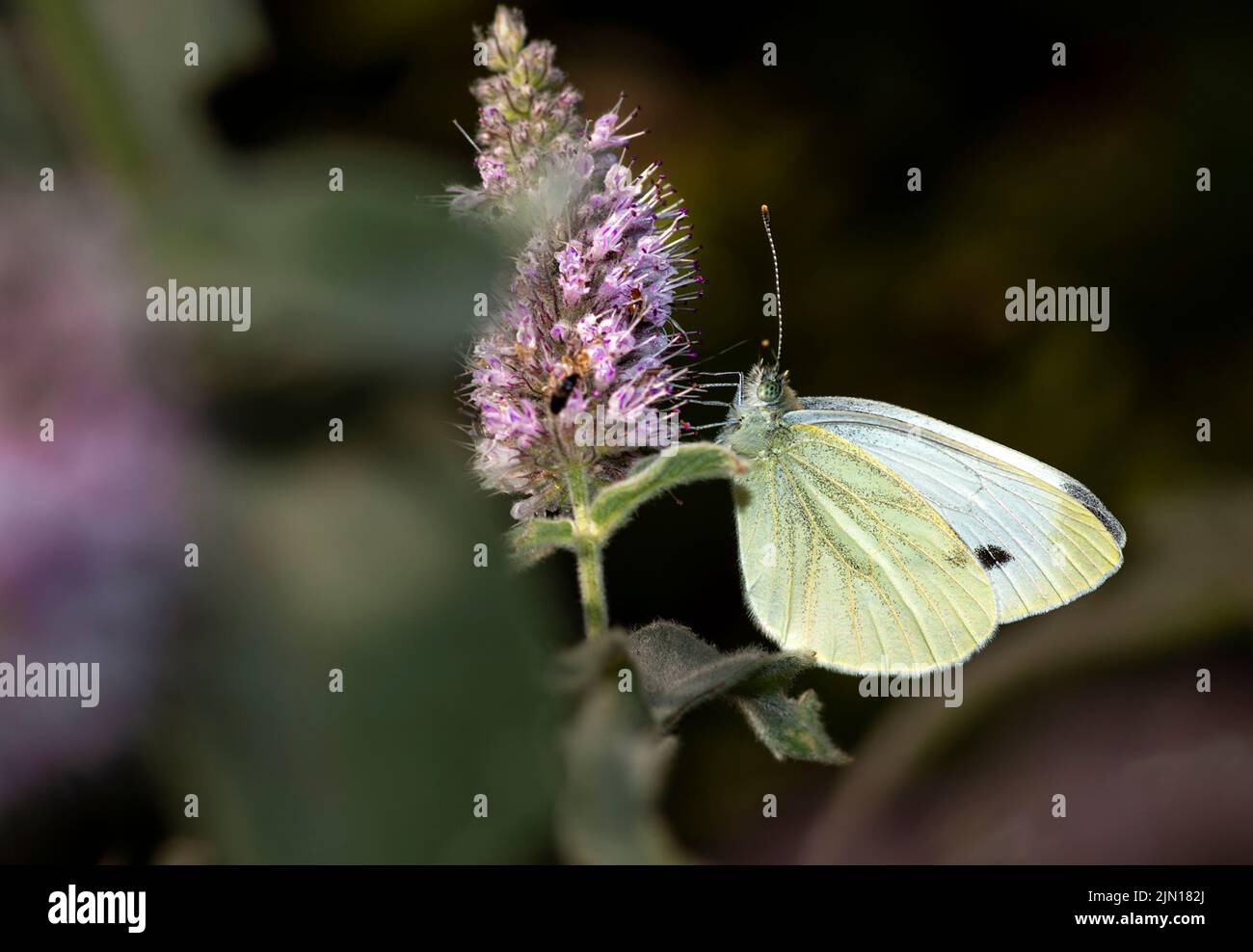 little butterflies continue their generation in small parks in the city ...