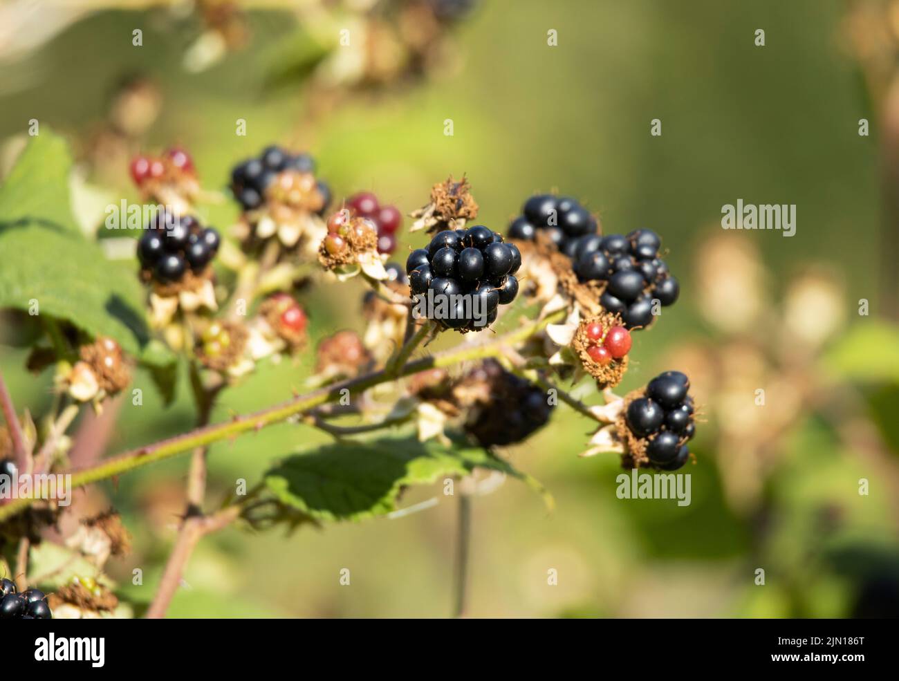 As the fruit of the Blackberry creeper ripen they start to change ...
