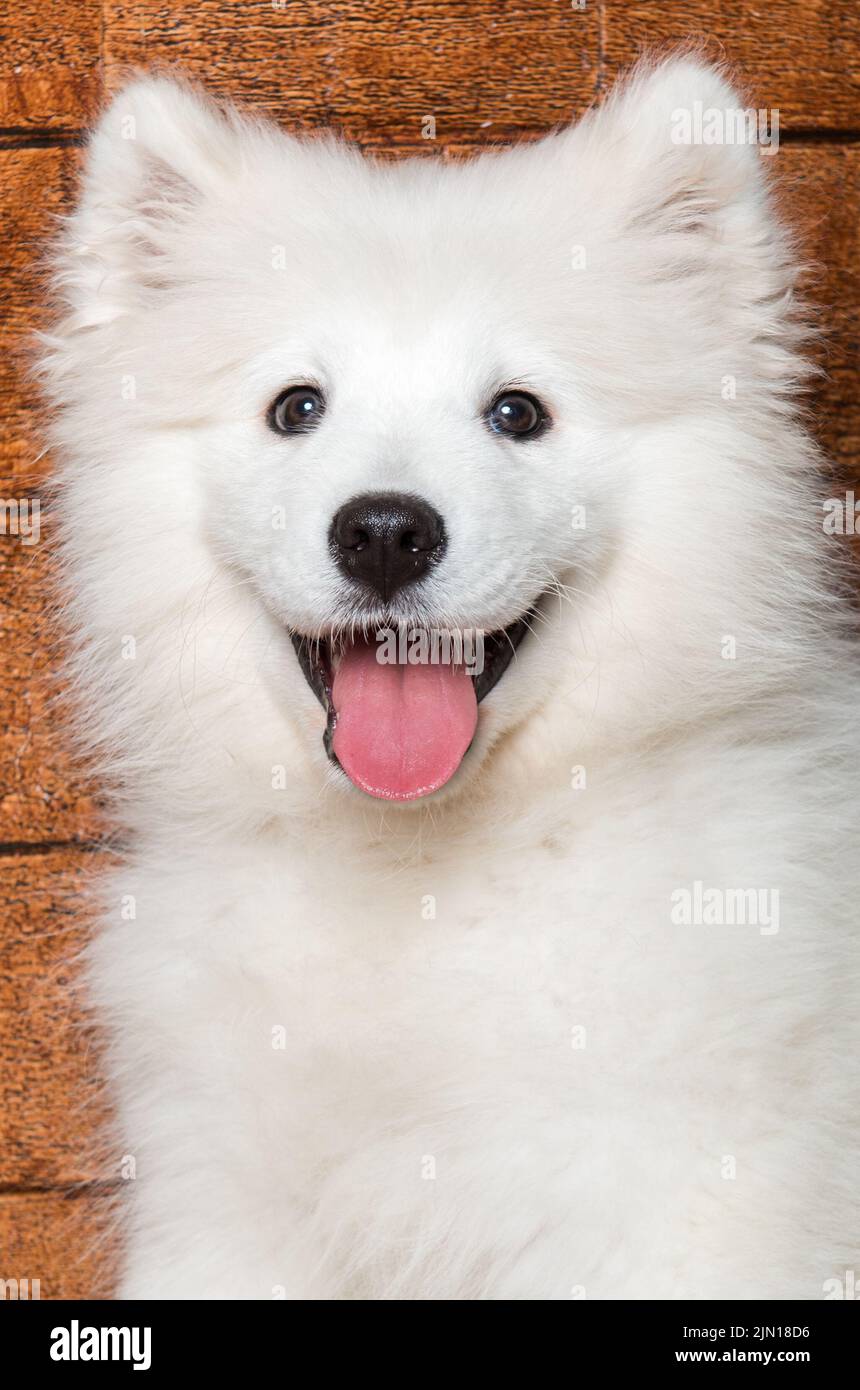 Cute fluffy Samoyed puppy, close-up portrait Stock Photo - Alamy