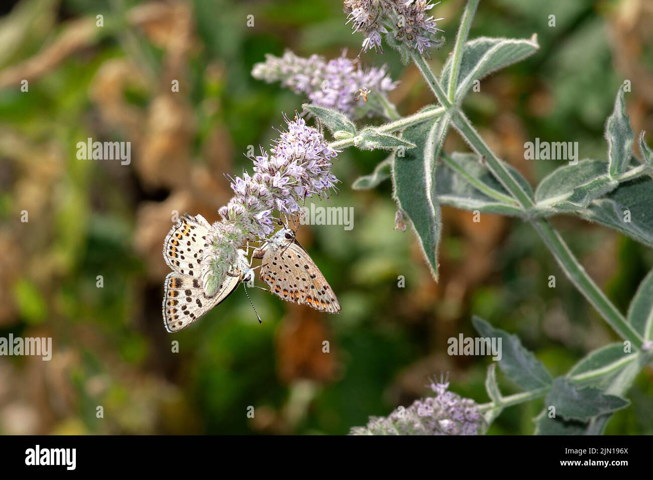 little butterflies continue their generation in small parks in the city ...
