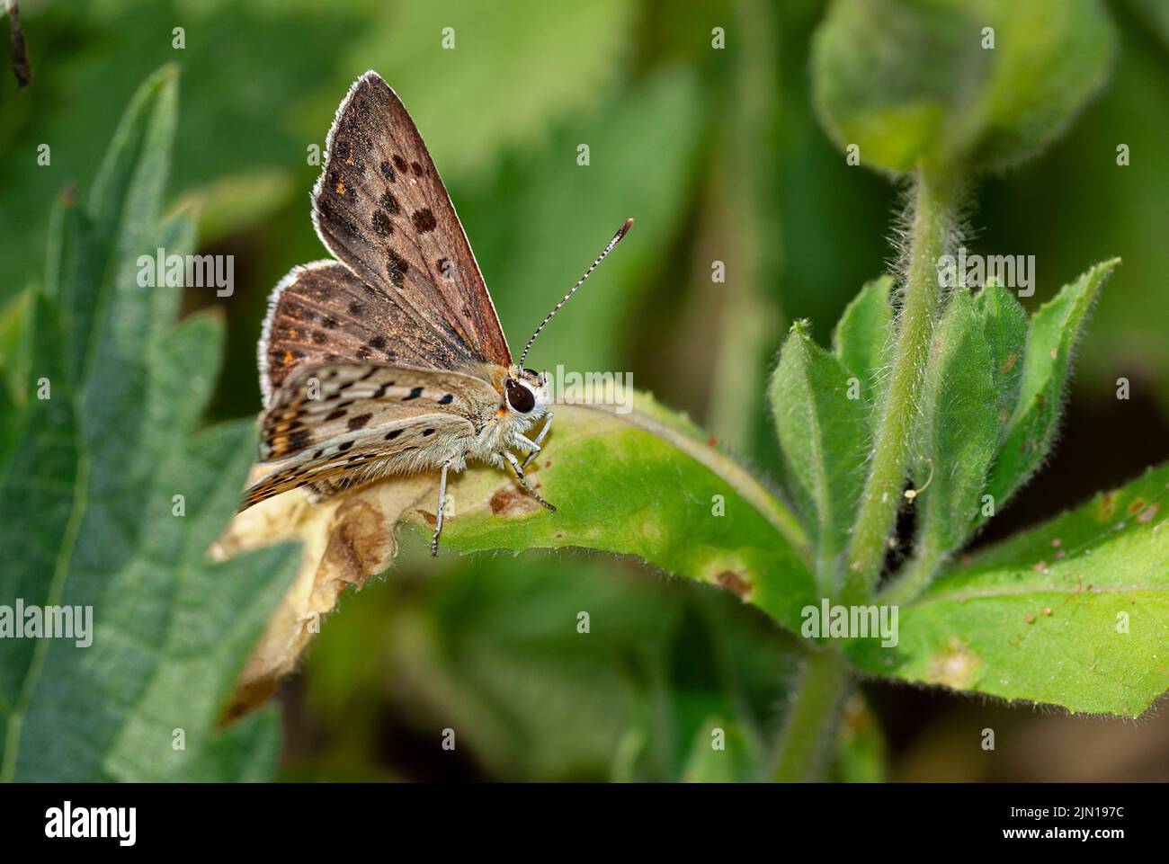 little butterflies continue their generation in small parks in the city ...