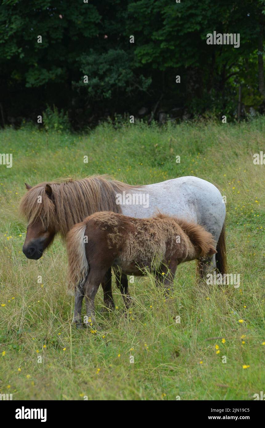 The adorable Shetland pony drinking its mother's milk in the field ...