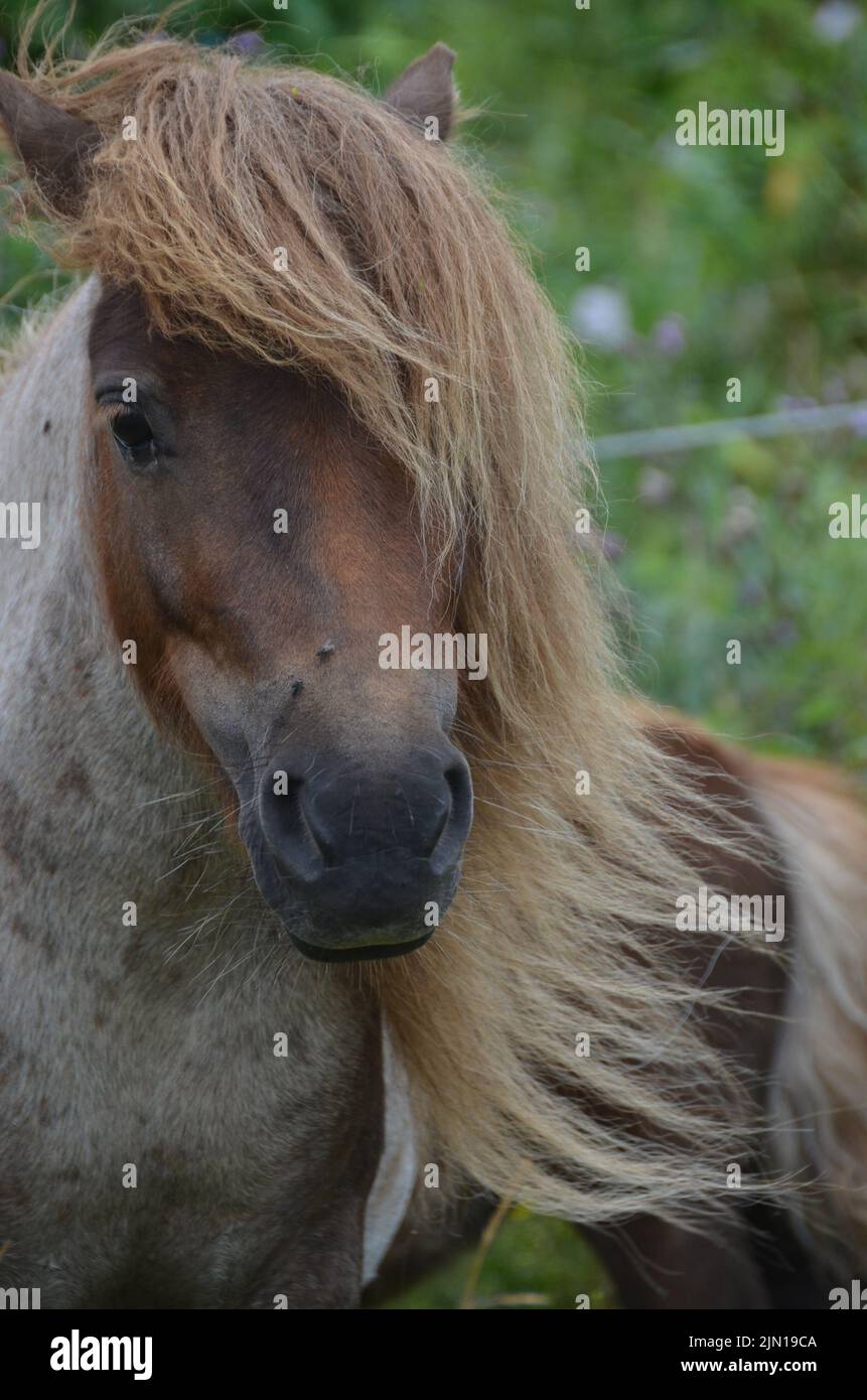 A vertical shot of the head and brown mane of Shetland pony Stock Photo ...