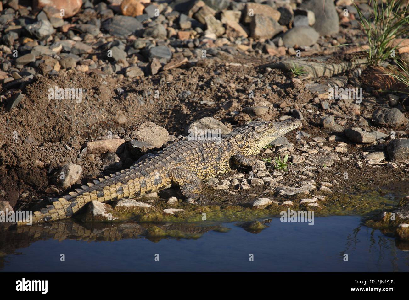 Nilkrokodil / Nile crocodile / Crocodylus niloticus Stock Photo - Alamy