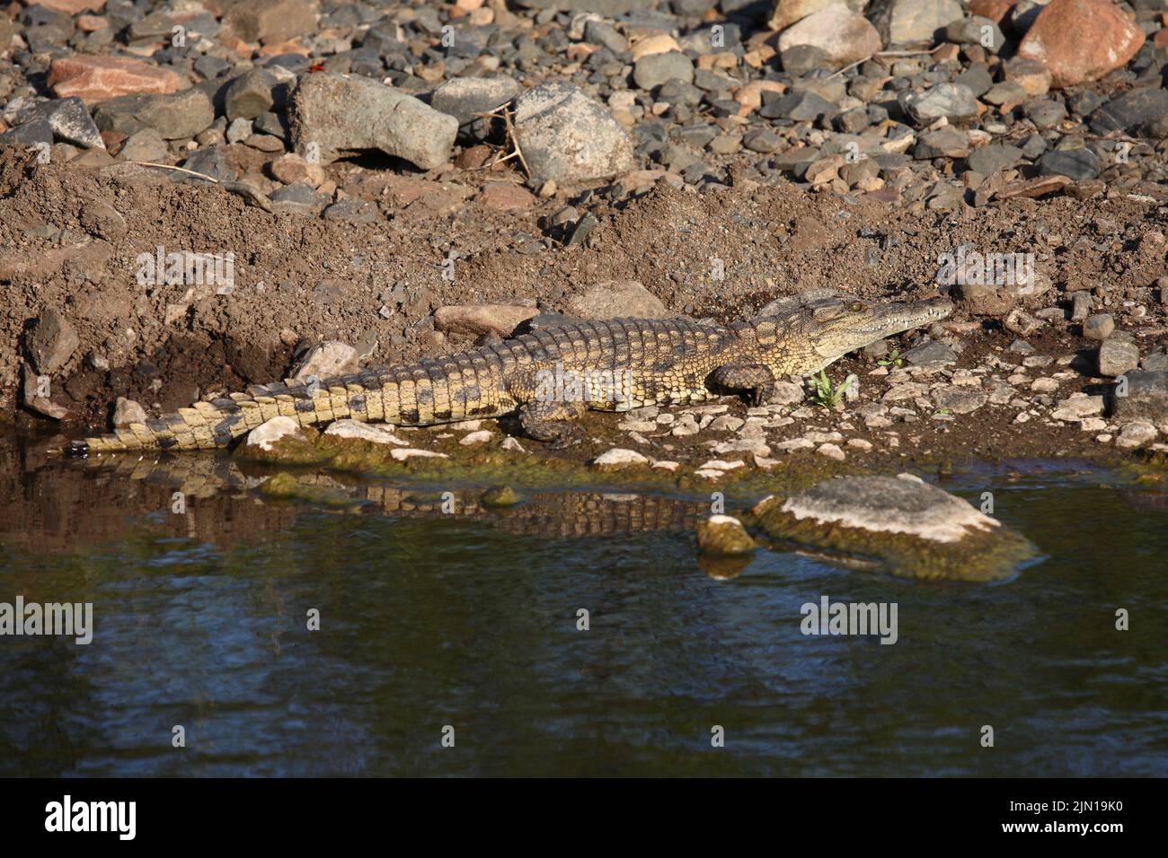 Nilkrokodil / Nile crocodile / Crocodylus niloticus Stock Photo - Alamy