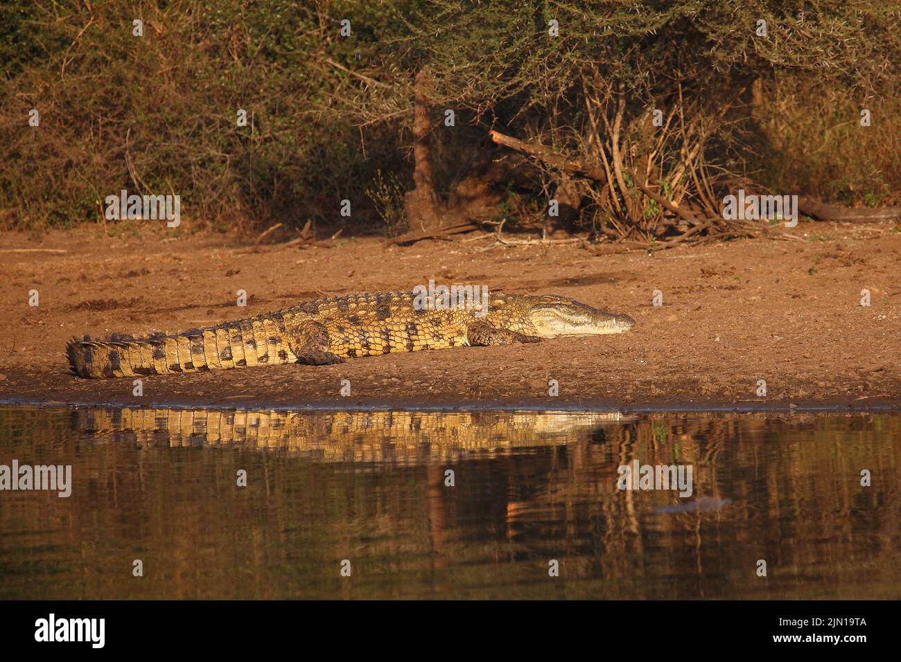 Nilkrokodil / Nile crocodile / Crocodylus niloticus Stock Photo - Alamy