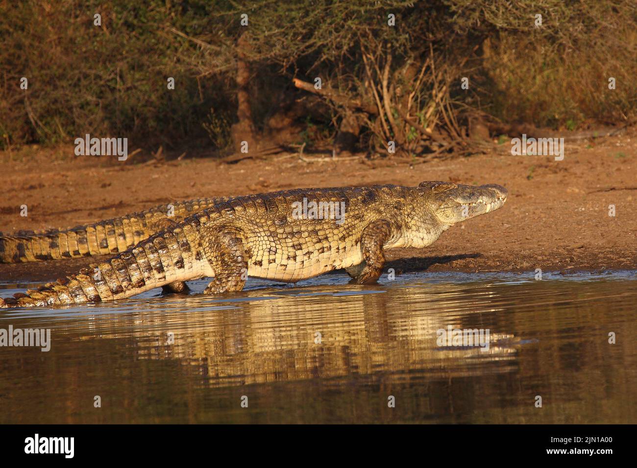 Nilkrokodil / Nile crocodile / Crocodylus niloticus Stock Photo - Alamy