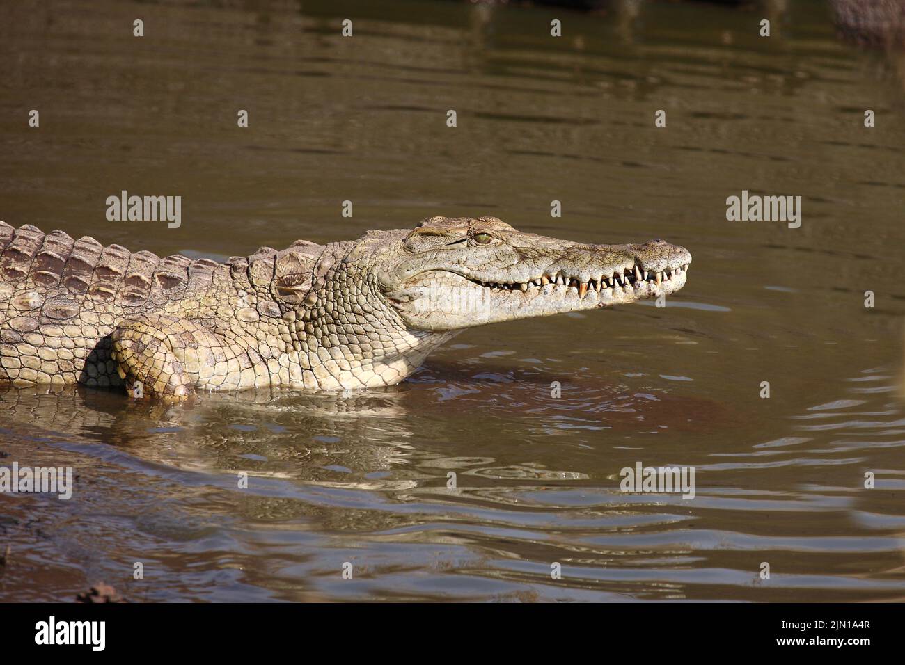 Nilkrokodil / Nile crocodile / Crocodylus niloticus Stock Photo - Alamy