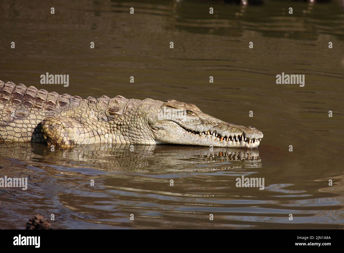 Nilkrokodil / Nile crocodile / Crocodylus niloticus Stock Photo - Alamy