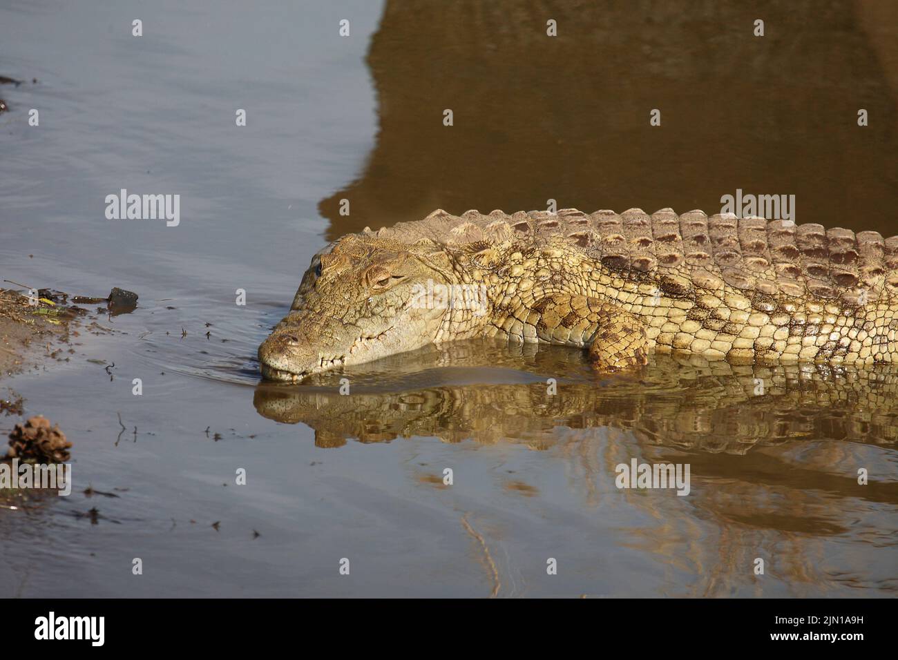 Nilkrokodil / Nile crocodile / Crocodylus niloticus Stock Photo - Alamy