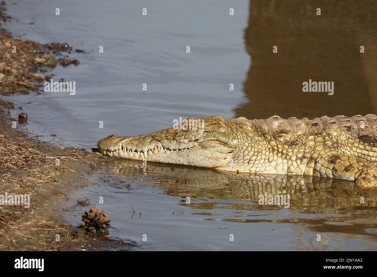 Nilkrokodil / Nile crocodile / Crocodylus niloticus Stock Photo - Alamy