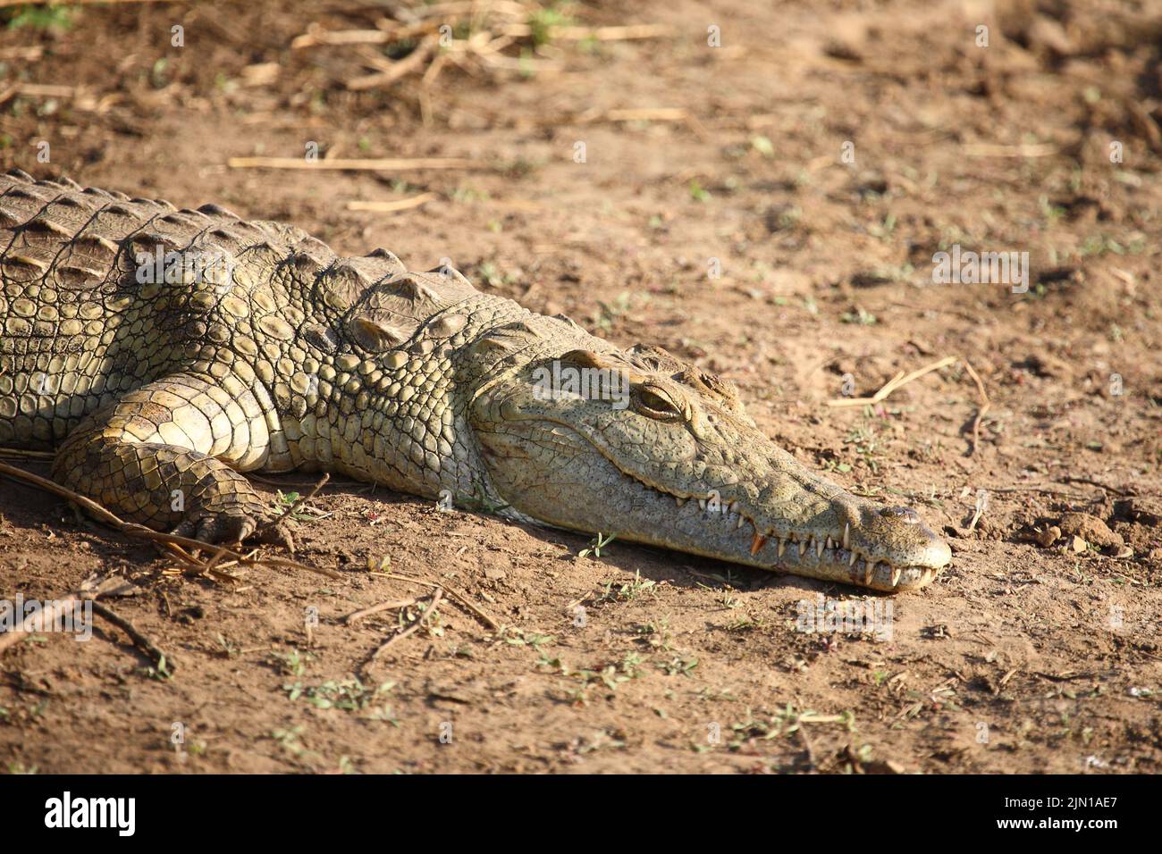 Nilkrokodil / Nile crocodile / Crocodylus niloticus Stock Photo - Alamy