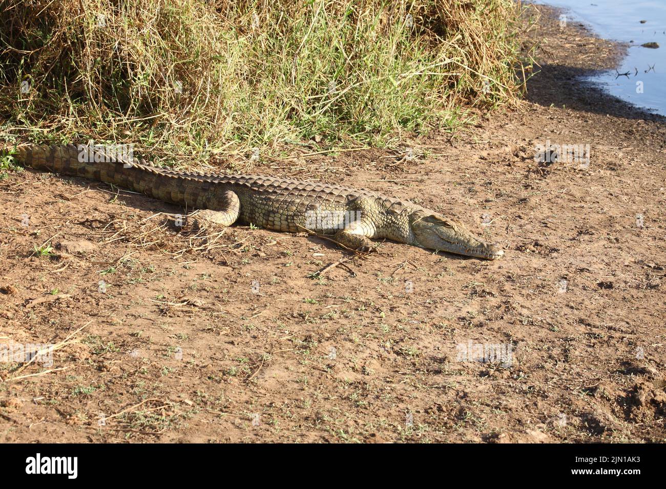 Nilkrokodil / Nile crocodile / Crocodylus niloticus Stock Photo - Alamy