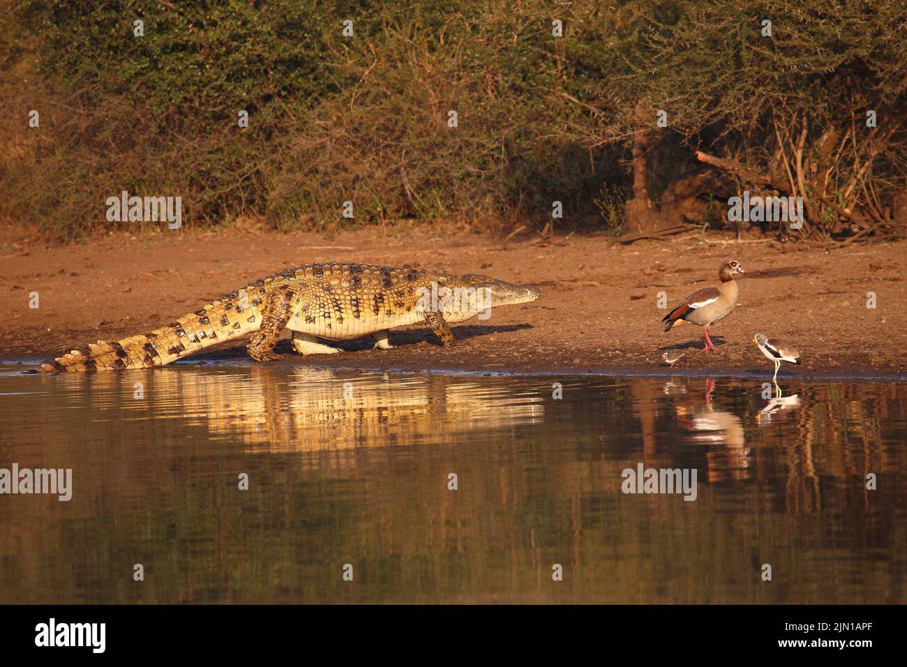 Egyptian nile crocodile bird hi-res stock photography and images - Alamy