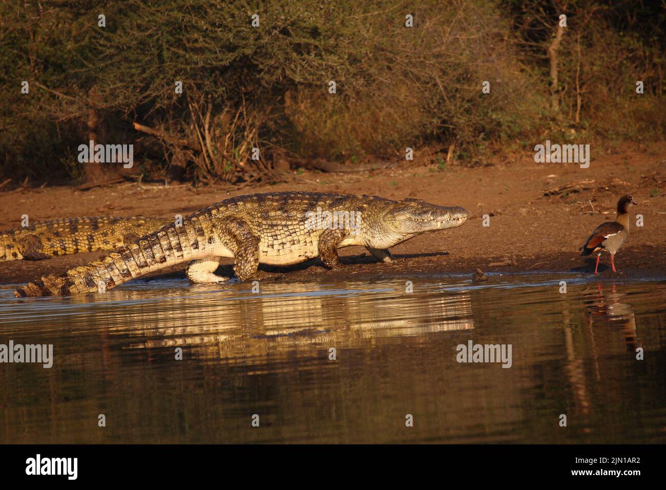 Nilkrokodil und Nilgans / Nile crocodile and Egyptian goose ...