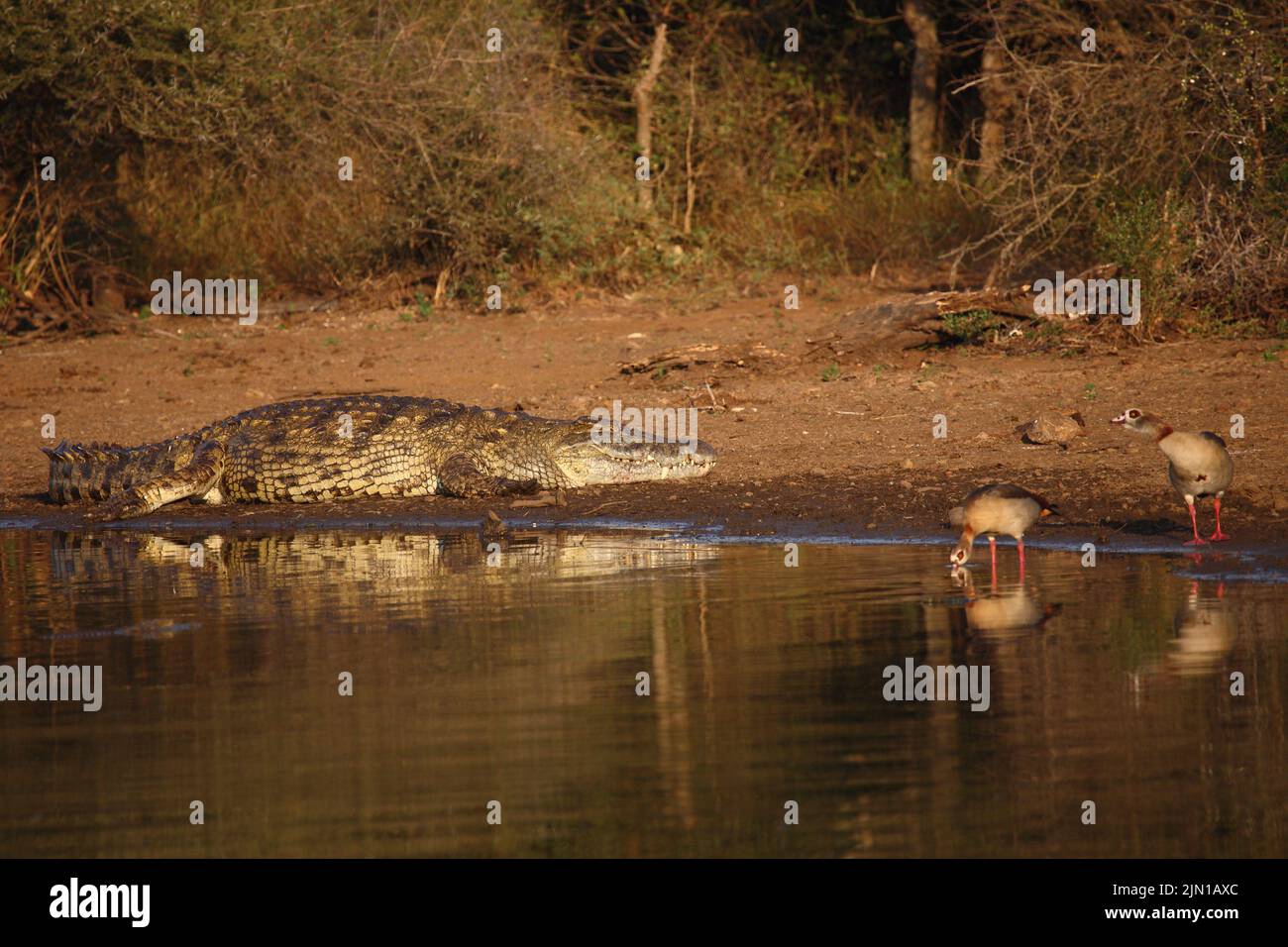 Nilkrokodil und Nilgans / Nile crocodile and Egyptian goose ...