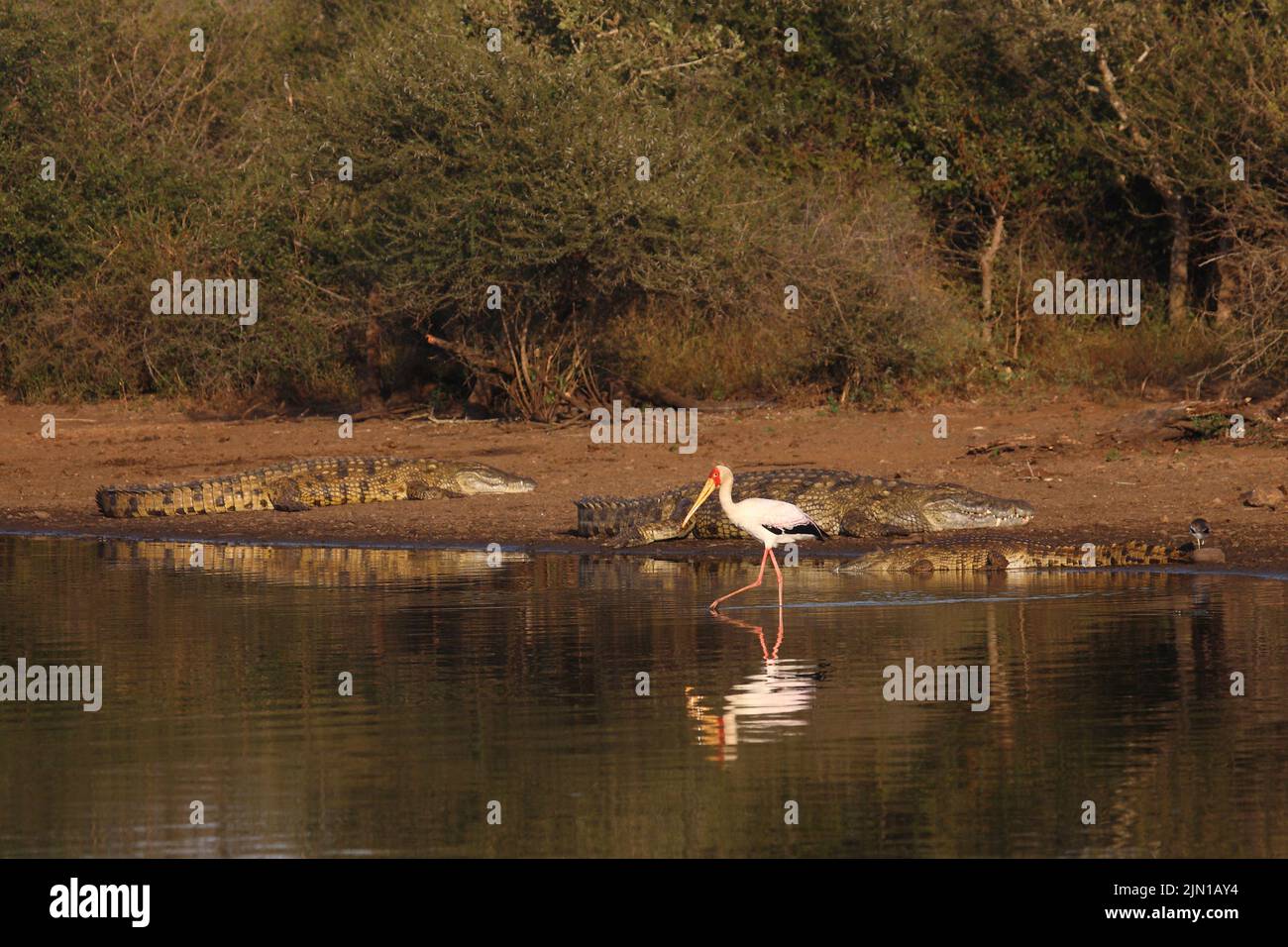 Nilkrokodil und Nimmersatt / Nile crocodile and Yellow-billed stork ...