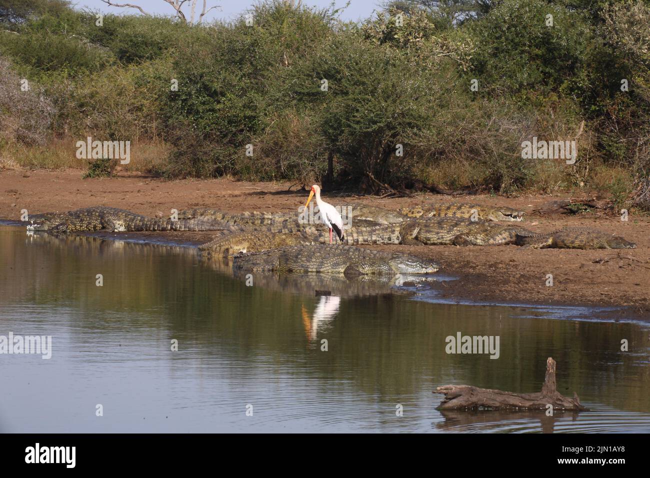 Nilkrokodil und Nimmersatt / Nile crocodile and Yellow-billed stork ...