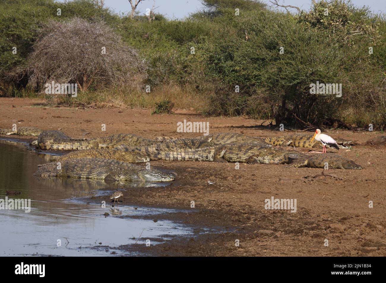 Nilkrokodil und Nimmersatt / Nile crocodile and Yellow-billed stork ...