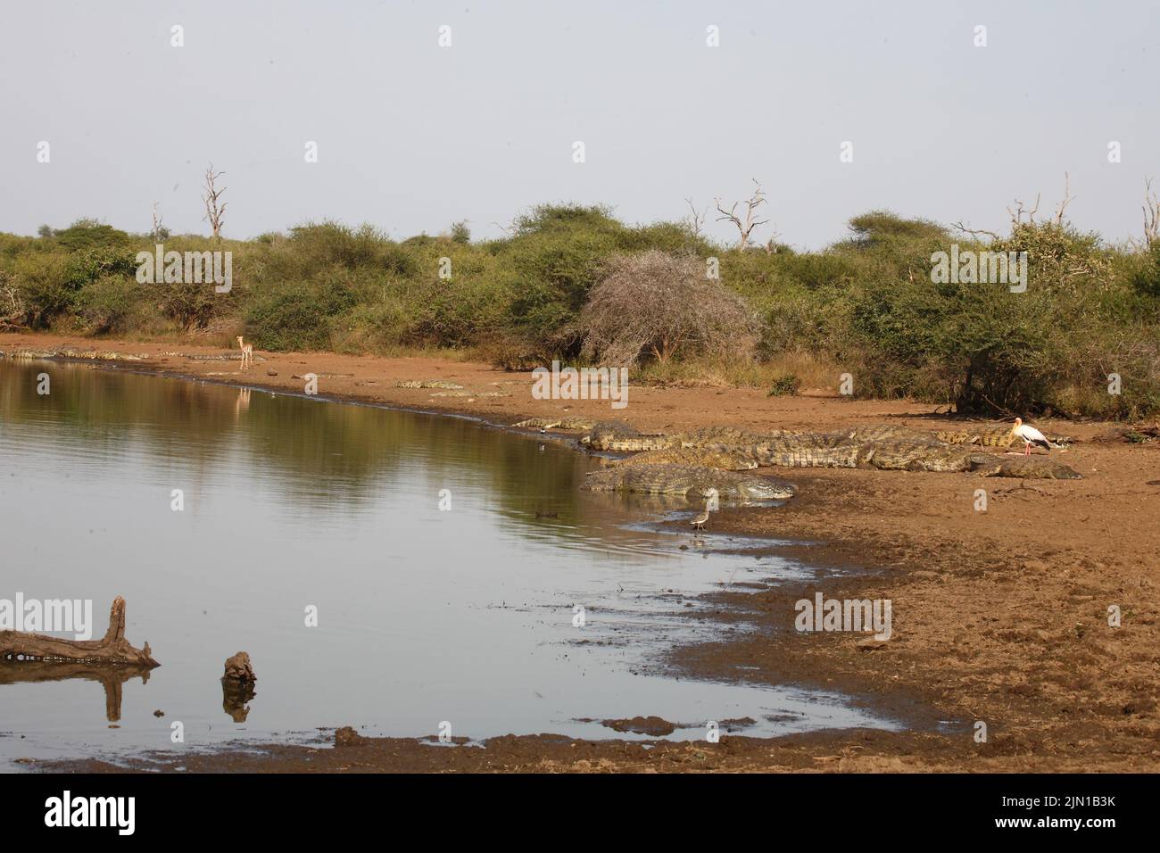 Nilkrokodil und Nimmersatt / Nile crocodile and Yellow-billed stork ...