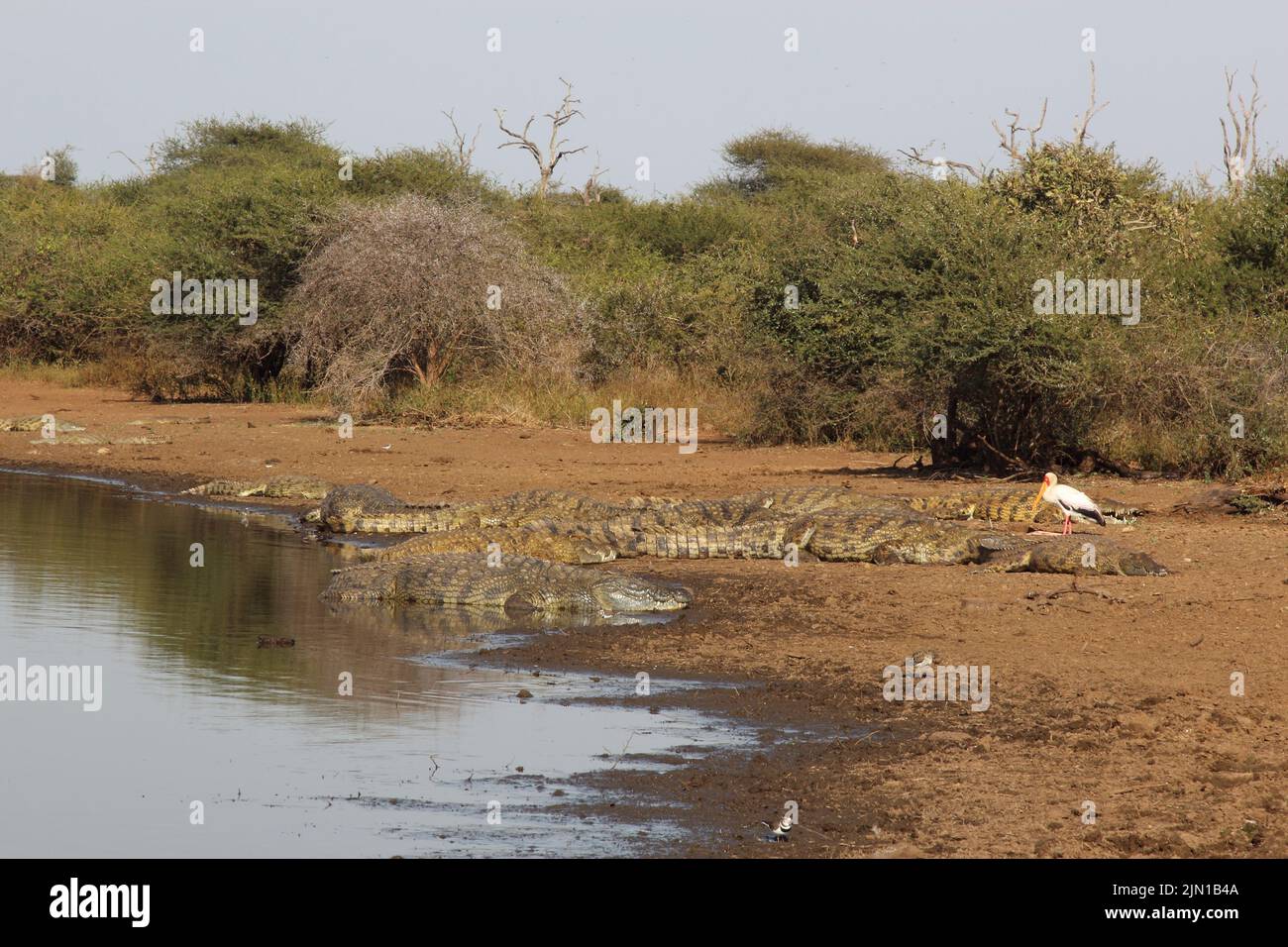 Nilkrokodil und Nimmersatt / Nile crocodile and Yellow-billed stork ...