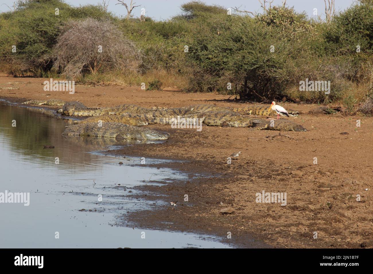Nilkrokodil und Nimmersatt / Nile crocodile and Yellow-billed stork ...