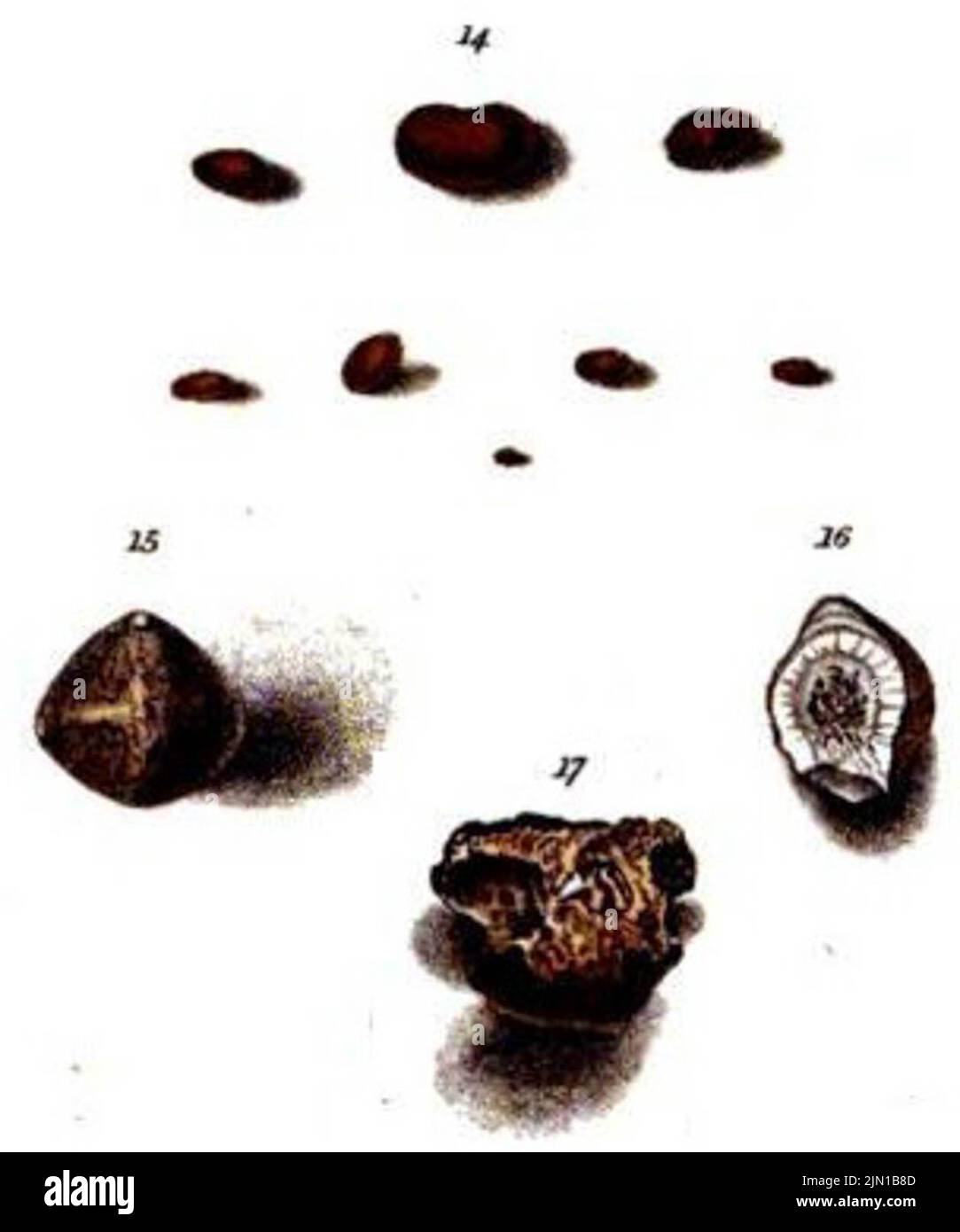 Different species of urinary calculi noted by William Prout Stock Photo ...