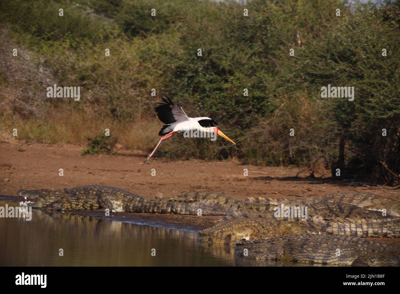 Nilkrokodil und Nimmersatt / Nile crocodile and Yellow-billed stork ...