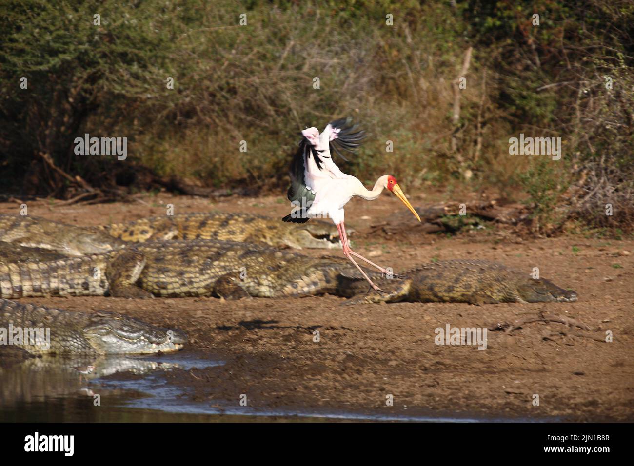 Nilkrokodil und Nimmersatt / Nile crocodile and Yellow-billed stork ...
