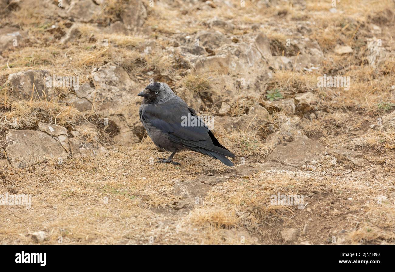 The western jackdaw (Corvus monedula), also known as the Eurasian ...