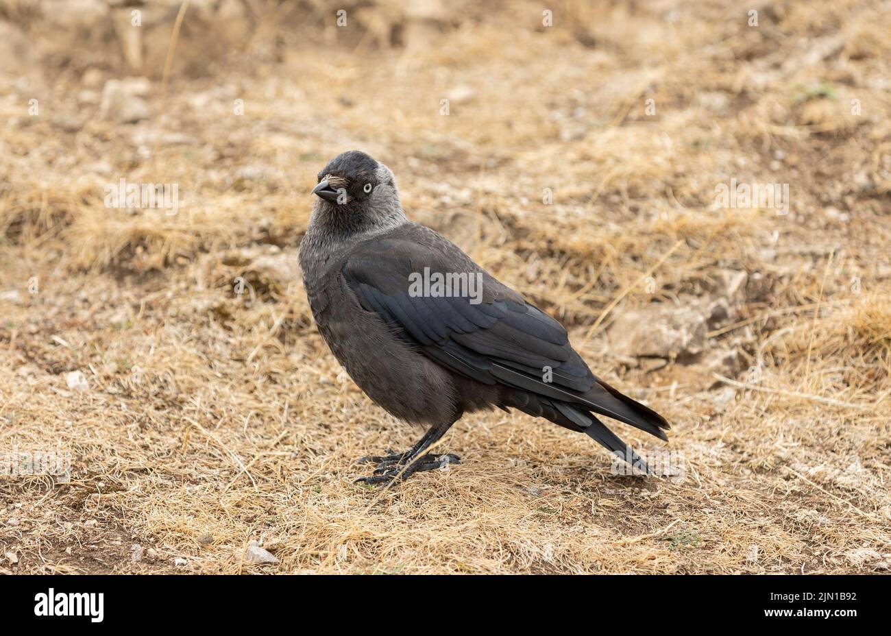The western jackdaw (Corvus monedula), also known as the Eurasian ...