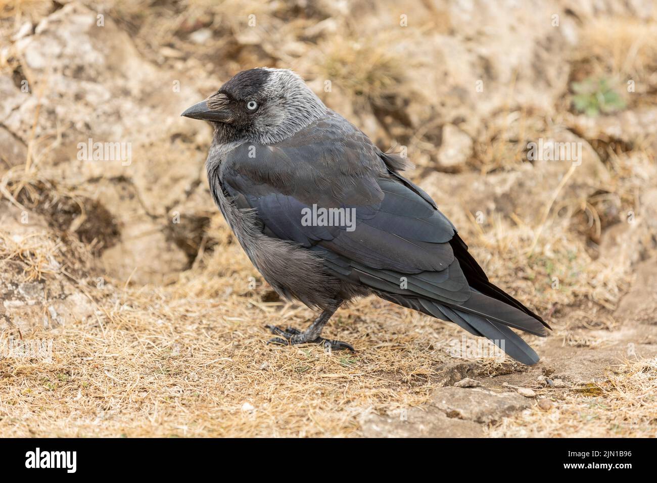 The western jackdaw (Corvus monedula), also known as the Eurasian ...