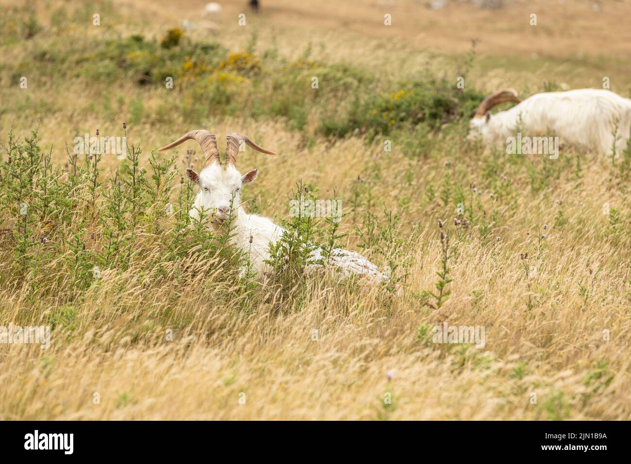 Kashmiri Goat sitting looking forward on the The Great Orme Llandudno ...