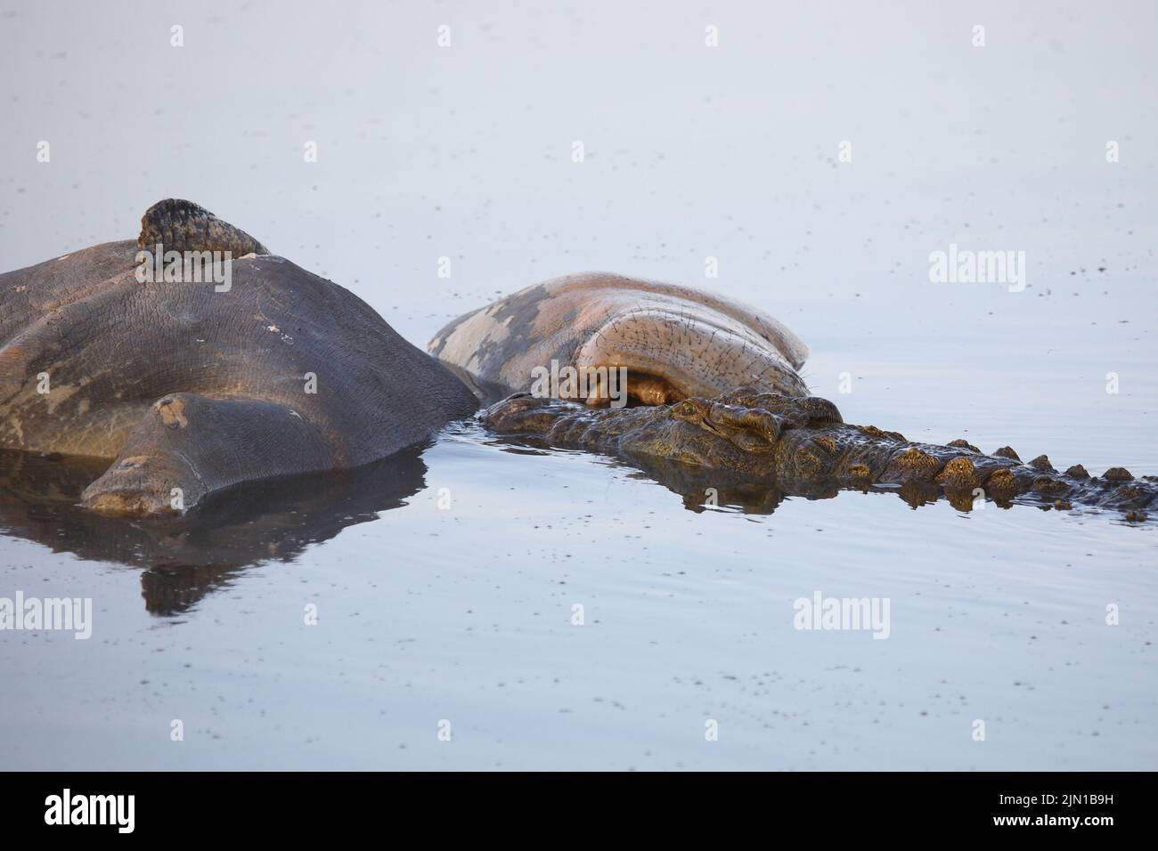 Nilkrokodil / Nile crocodile / Crocodylus niloticus Stock Photo - Alamy