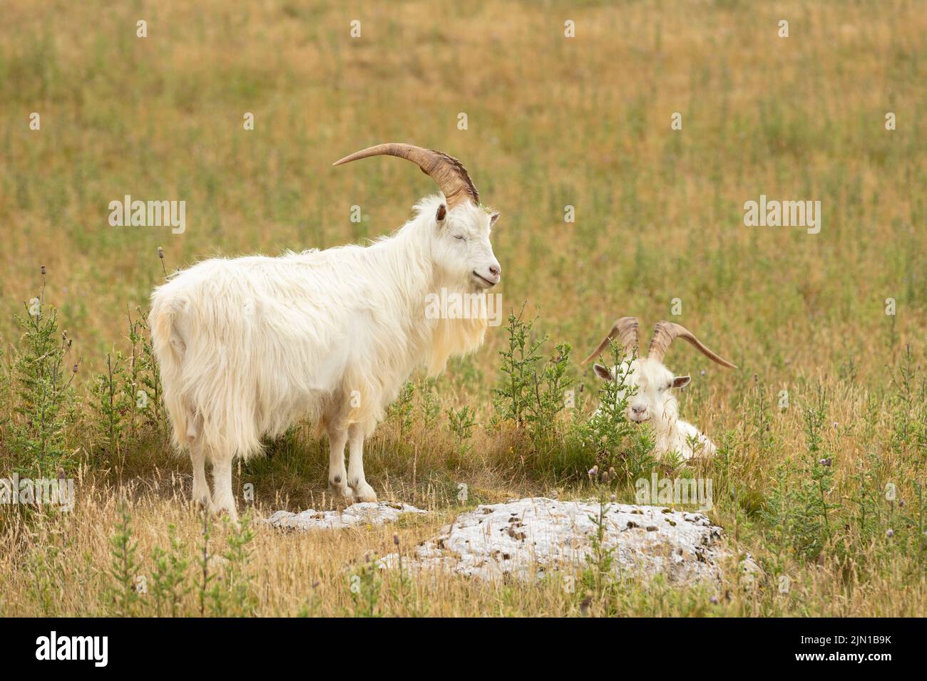 close up of Kashmiri Goat standing looking right on the The Great Orme ...