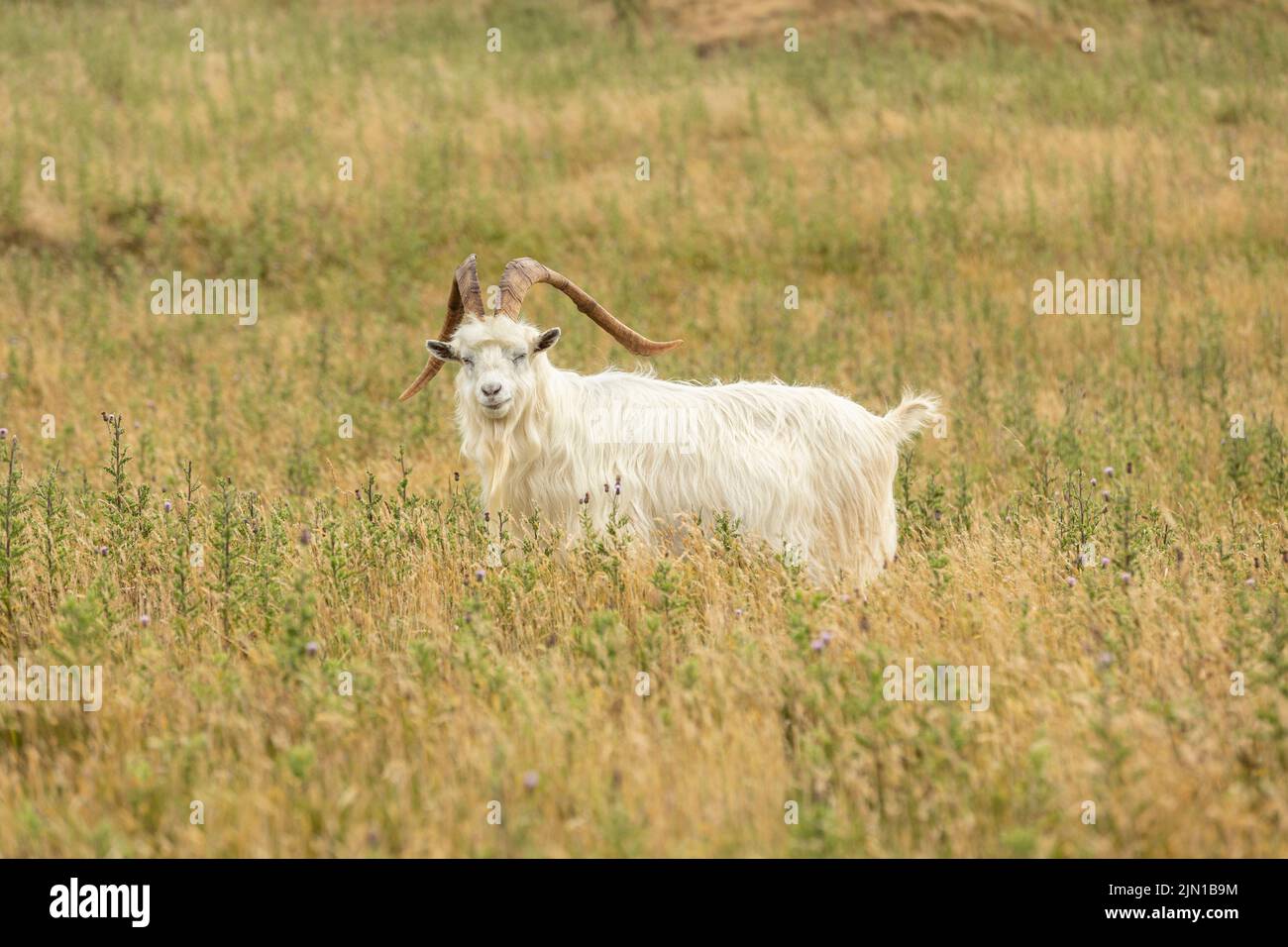 Kashmiri Goat standing looking forward on the The Great Orme Llandudno ...