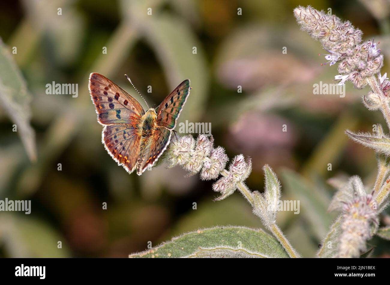 little butterflies continue their generation in small parks in the city ...