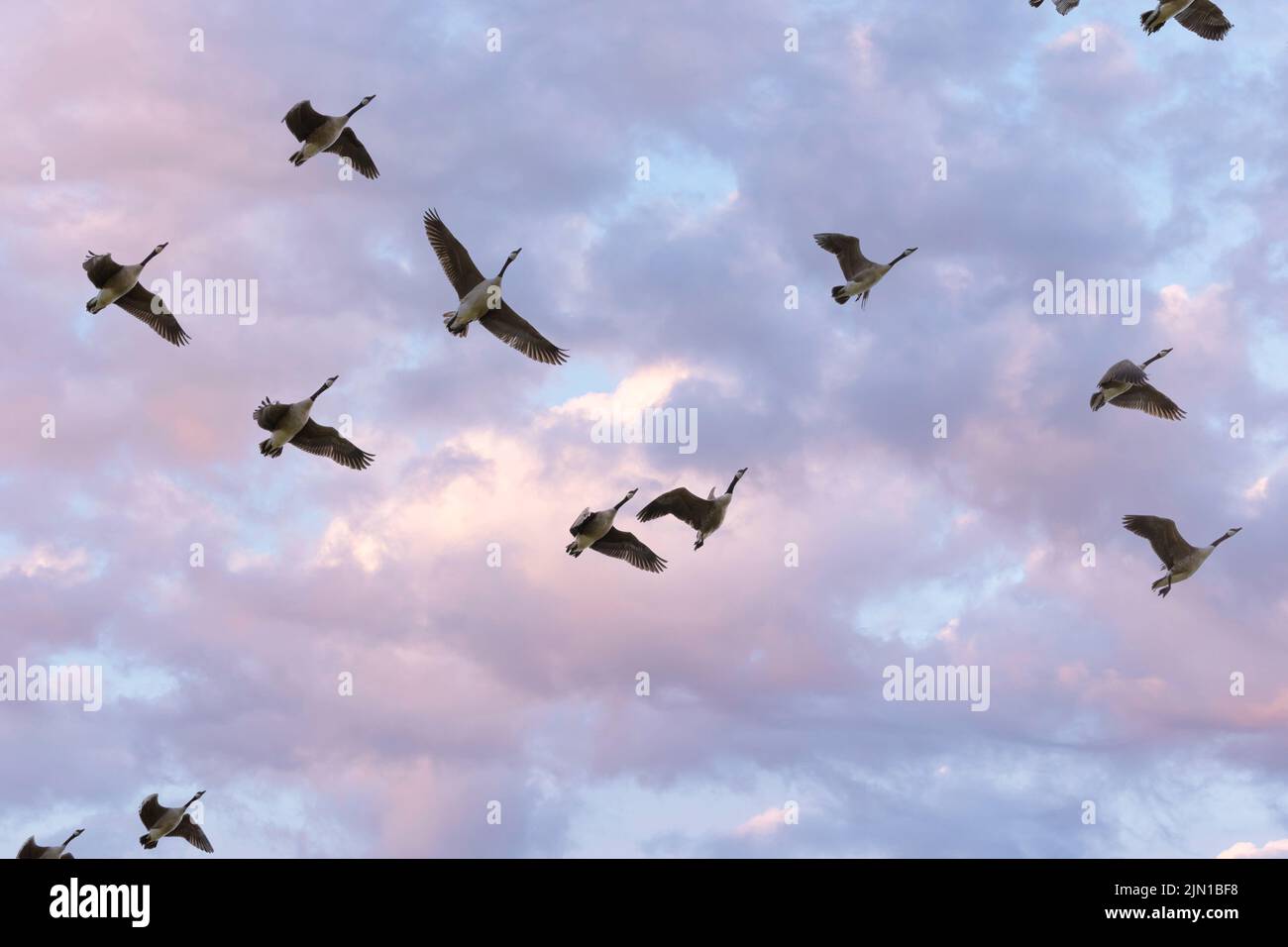 Flock of Canada Geese scientific name branta canadensis Flying above ...